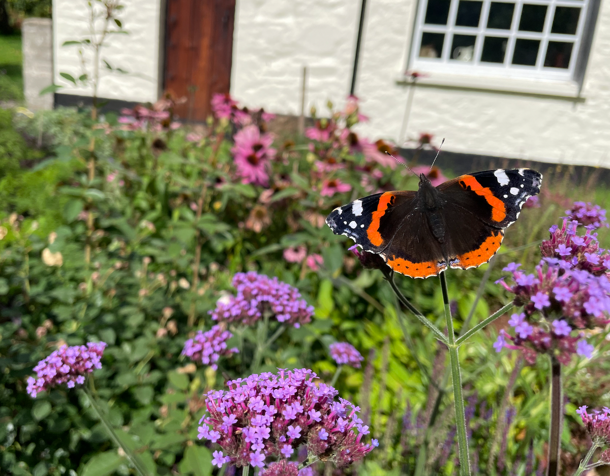 September edit 🎬 – Abell Perennials