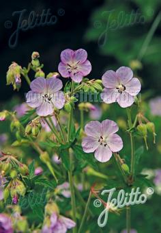 Geranium pratense Rose Queen – Abell Perennials