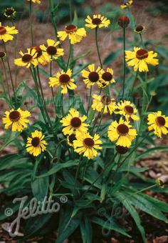 Helenium bigelovii Tip Top – Abell Perennials