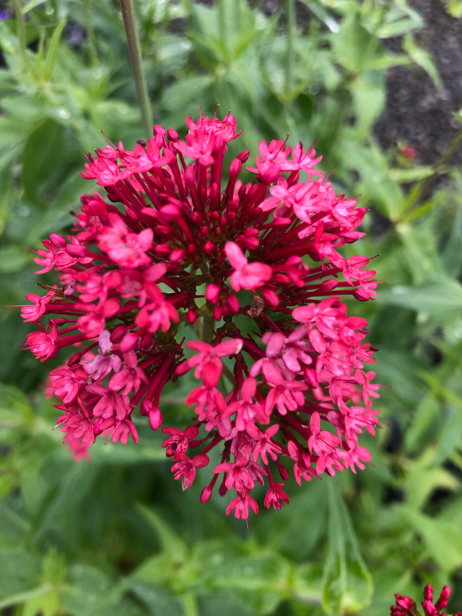 Centranthus ruber Pretty Betsy – Abell Perennials
