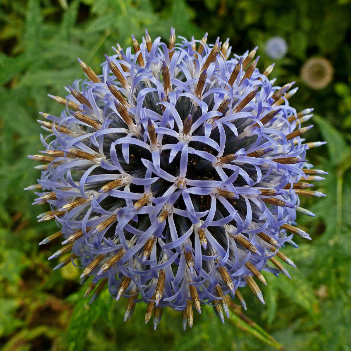 Echinops bannaticus Blue Globe – Abell Perennials