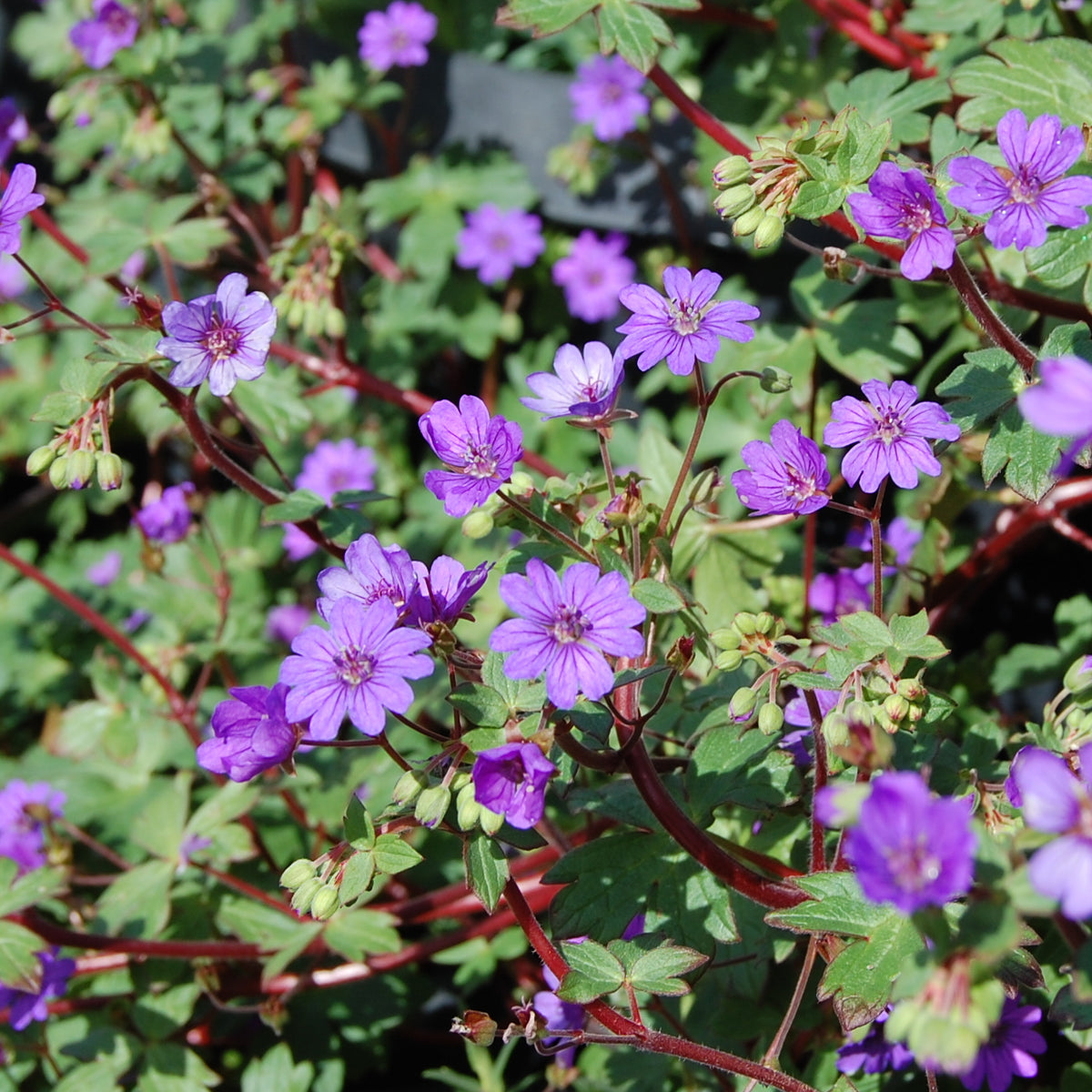 Geranium pyrenaicum Bill Wallis – Abell Perennials