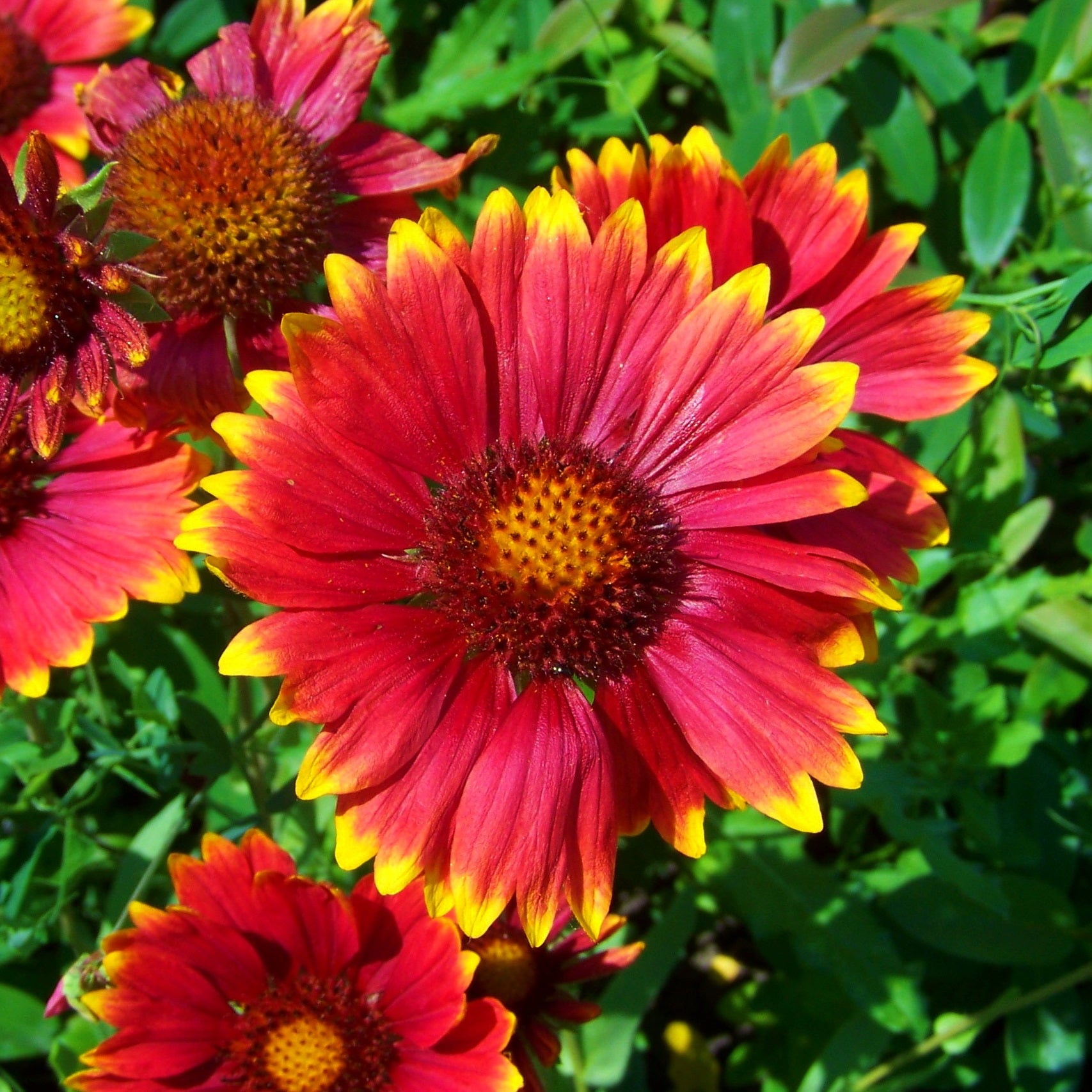 Helenium Helena Red Shades – Abell Perennials